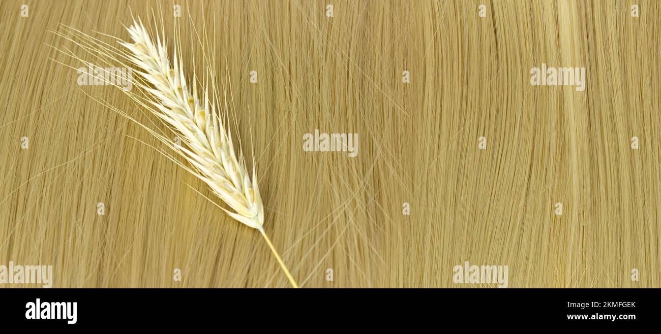 Strand of blond hair with sprigs of ripe wheat on white. Blond wavy ...