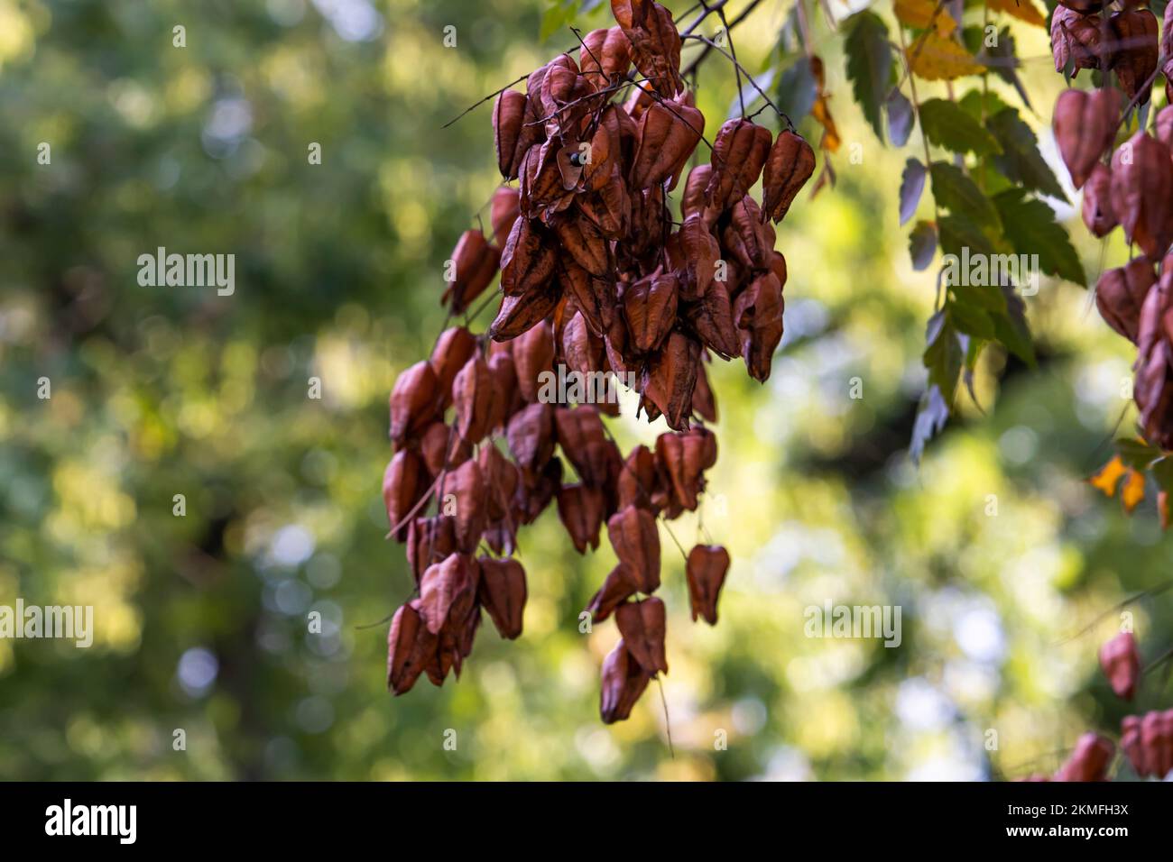 Koelreuteria paniculata ,Bug rattle tree Stock Photo - Alamy