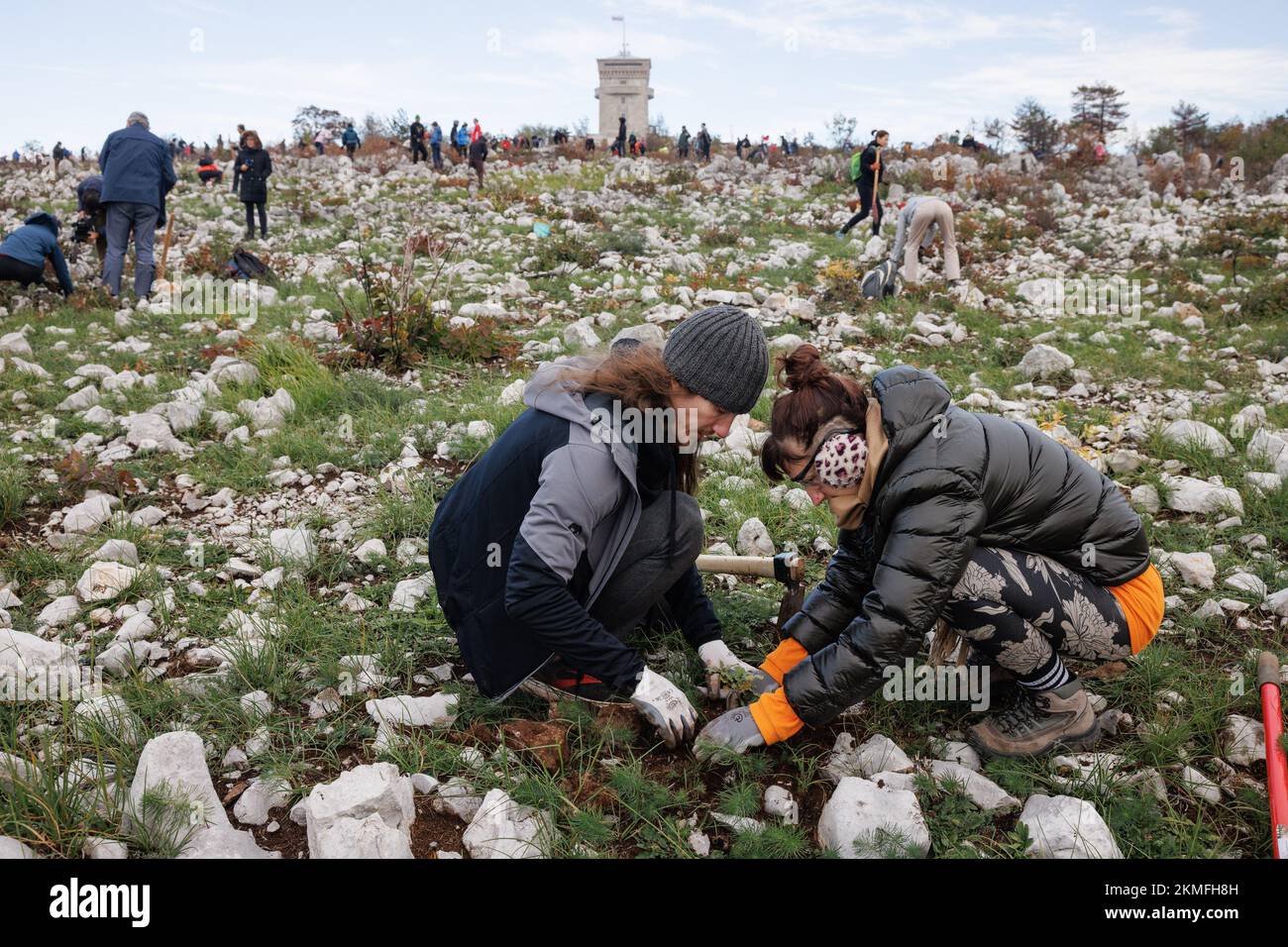 Cerje, Slovenia. 26th Nov, 2022. People plant new trees during the ...