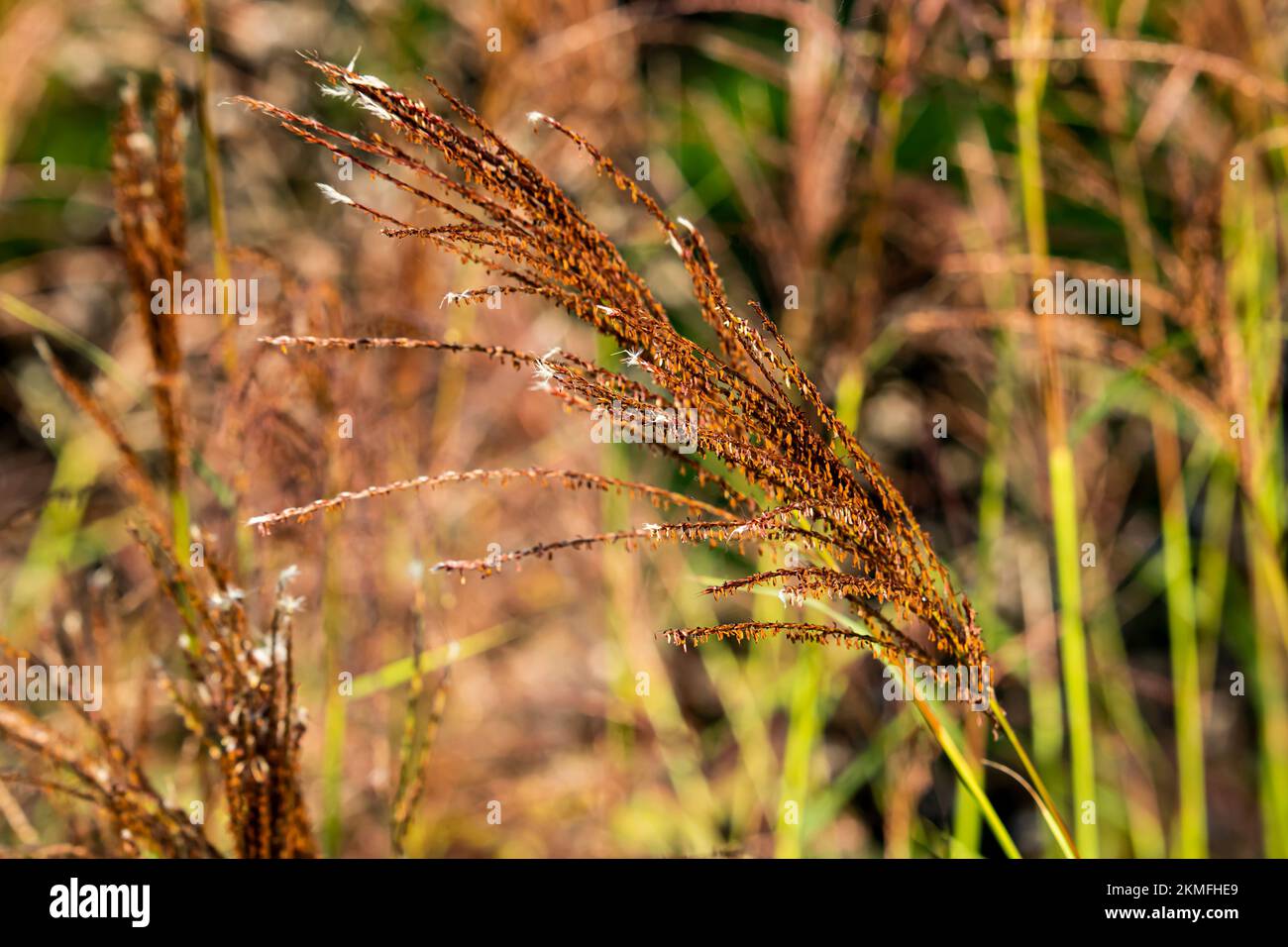 Phragmites australis ,Reed Stock Photo - Alamy