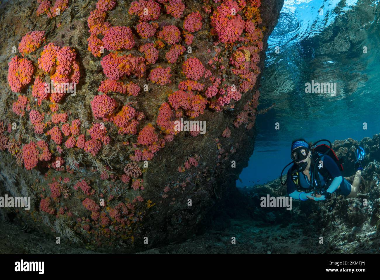 Female diver at coral reef hi-res stock photography and images - Alamy