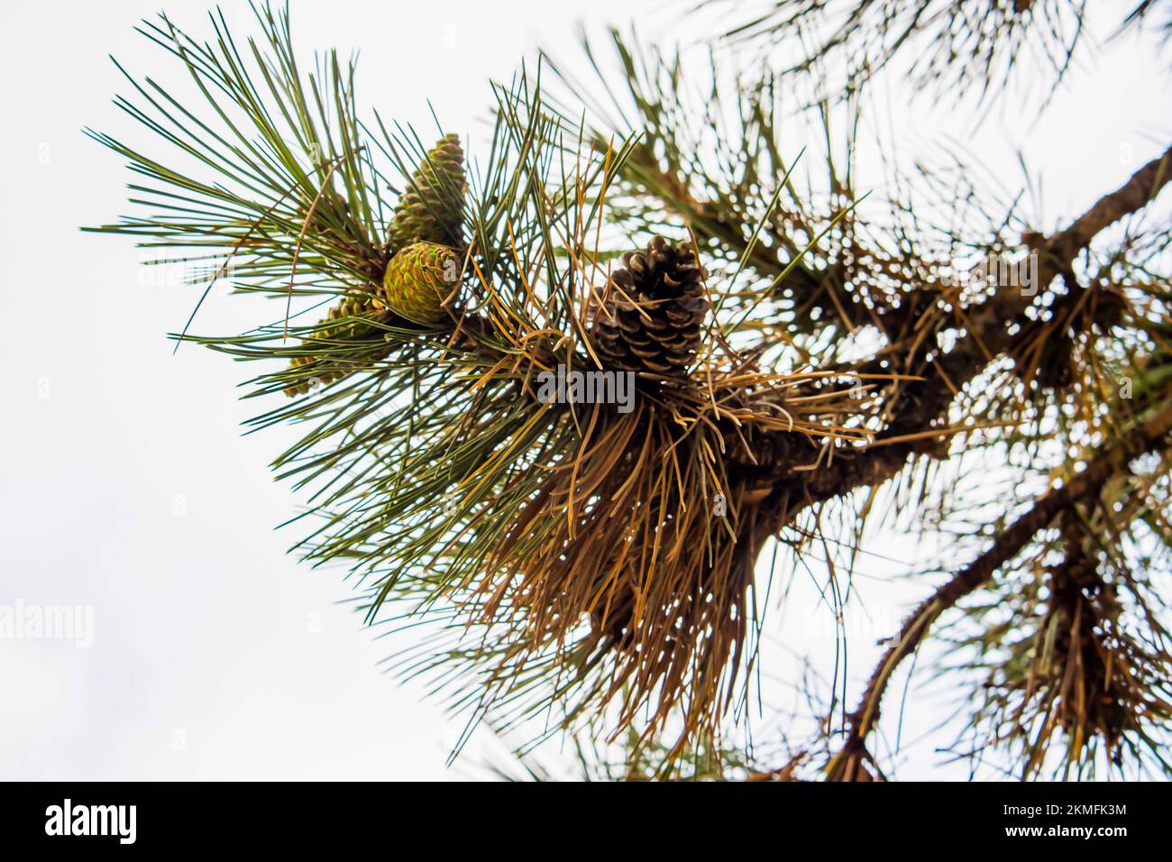 Unripe green cone , Conus Stock Photo - Alamy