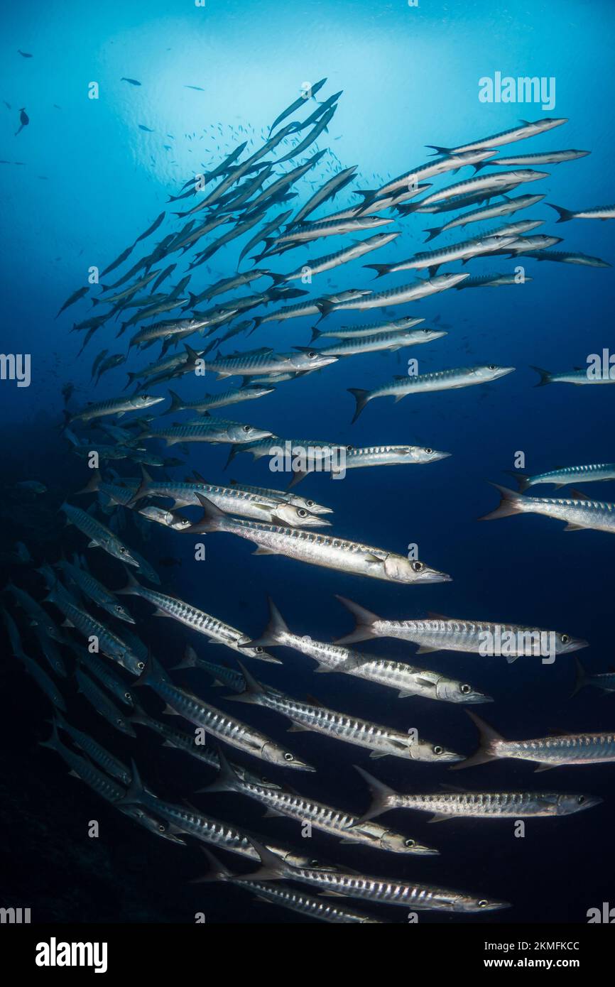 Barracuda school hi-res stock photography and images - Alamy