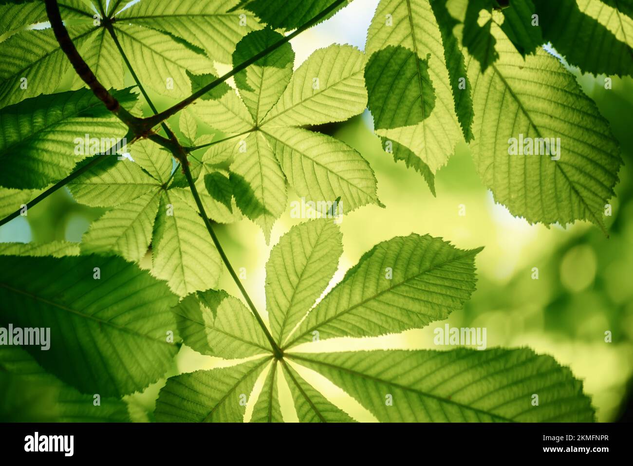 Leaves of chestnut Stock Photo - Alamy