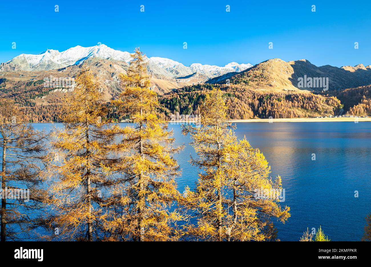 Larch trees with autumn foliage along lake Sils in Engadin Valley ...