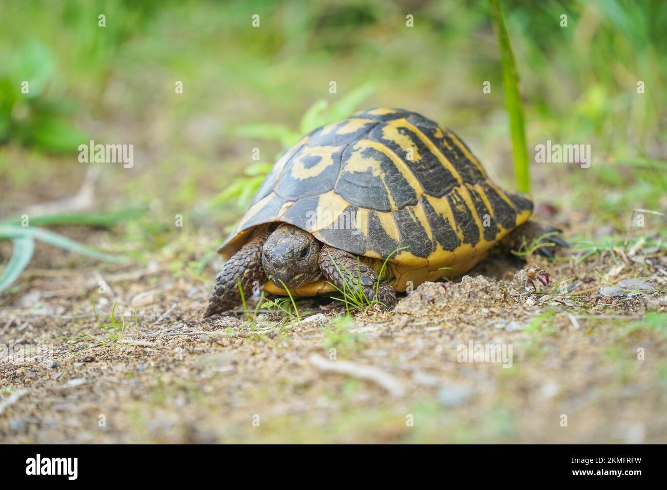 Testudo hermannii hi-res stock photography and images - Alamy
