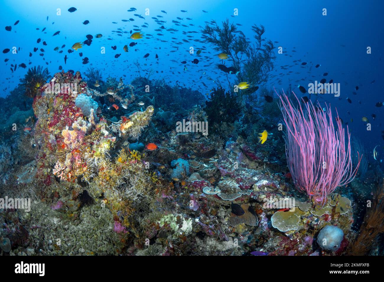 Healthy Colorful Coral Reef