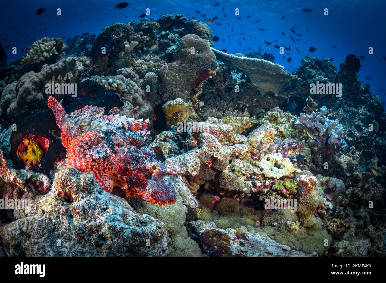 Large corals growing on healthy colorful coral reef Stock Photo - Alamy