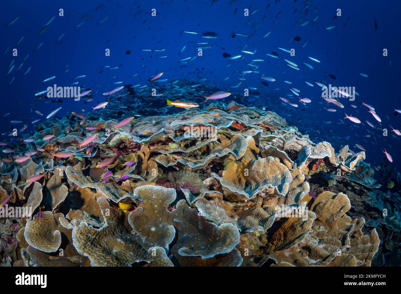 Super healthy hard coral reef in the Indo Pacific, busting with ...