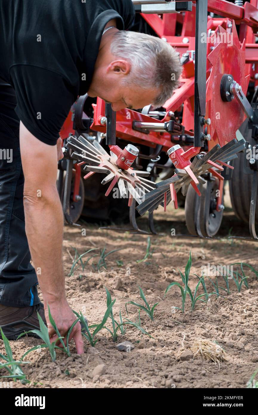 Bayreuth, Germany. 21st June, 2022. A farmer checks whether the corn is ...
