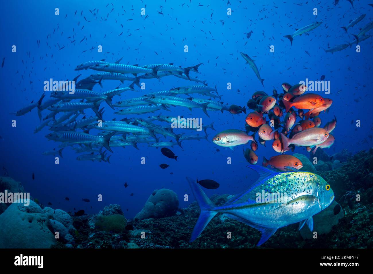 School of red snappers and barracudas swim together above coral reef ...