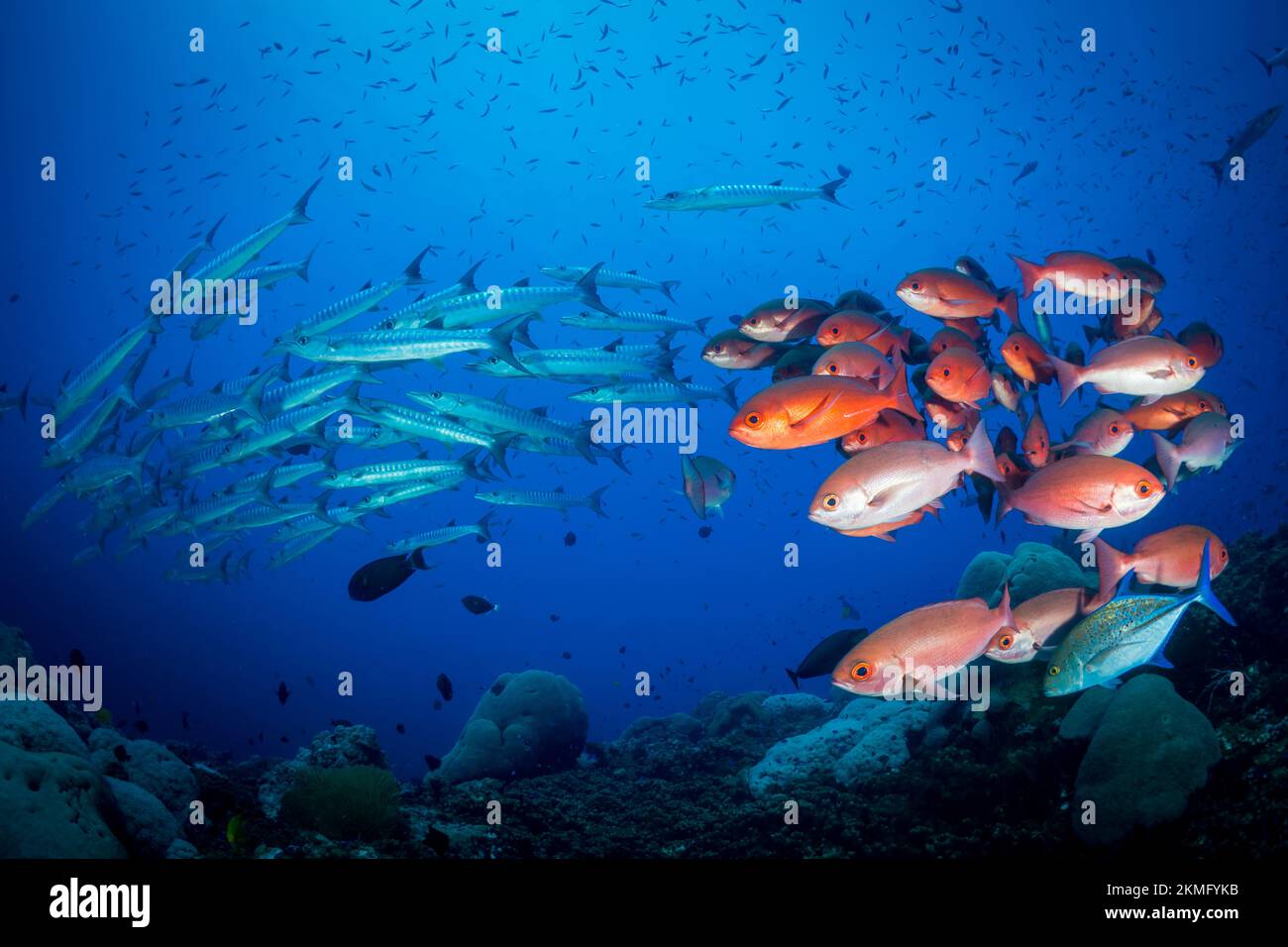 School of red snappers and barracudas swim together above coral reef ...