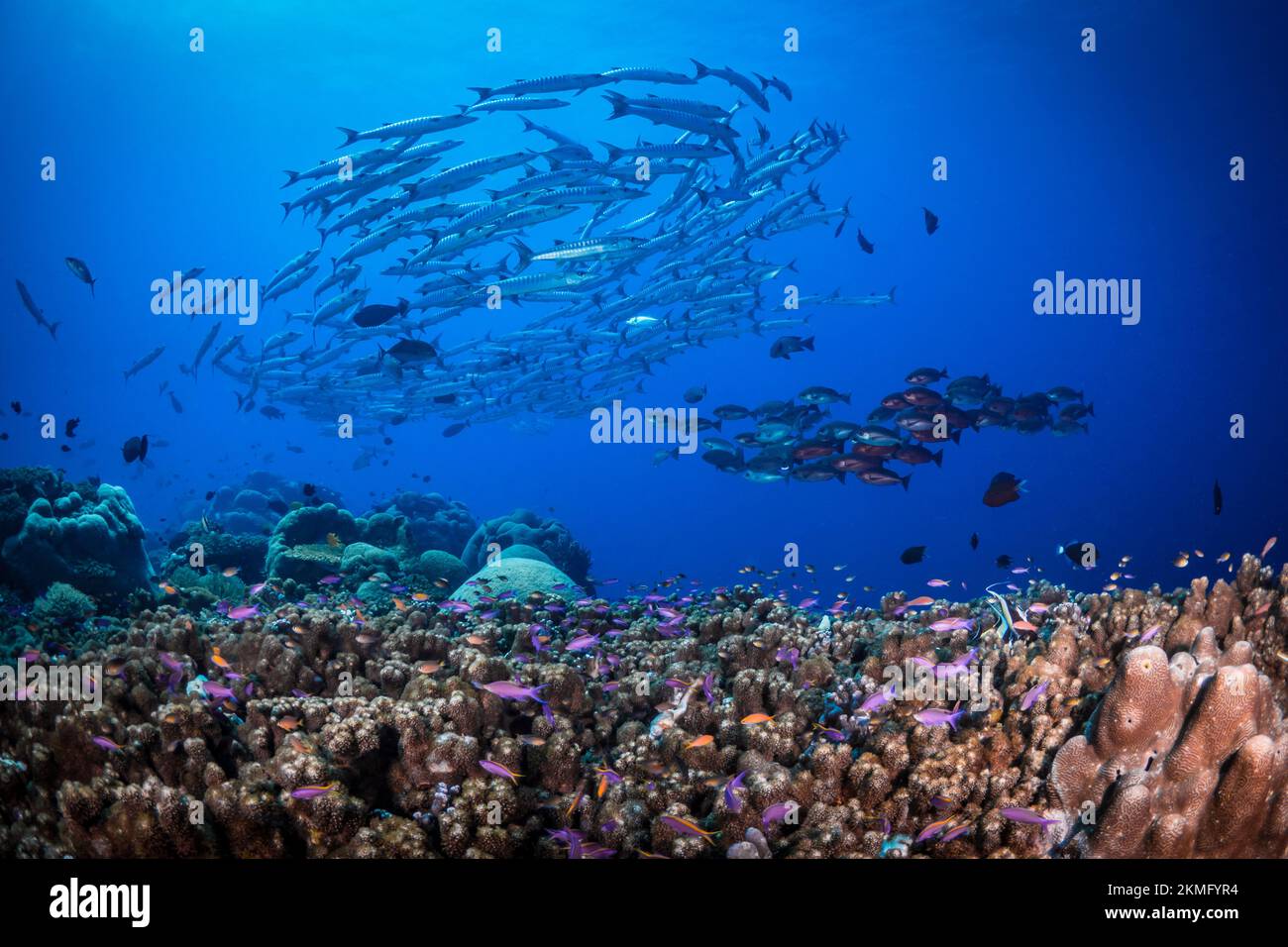 School of red snappers and barracudas swim together above coral reef ...