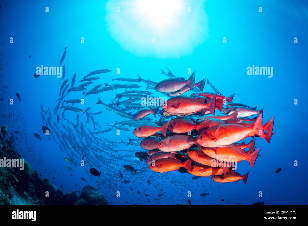 School of red snappers and barracudas swim together above coral reef ...