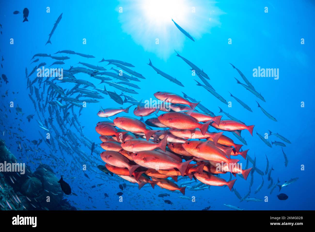 School of red snappers and barracudas swim together above coral reef ...