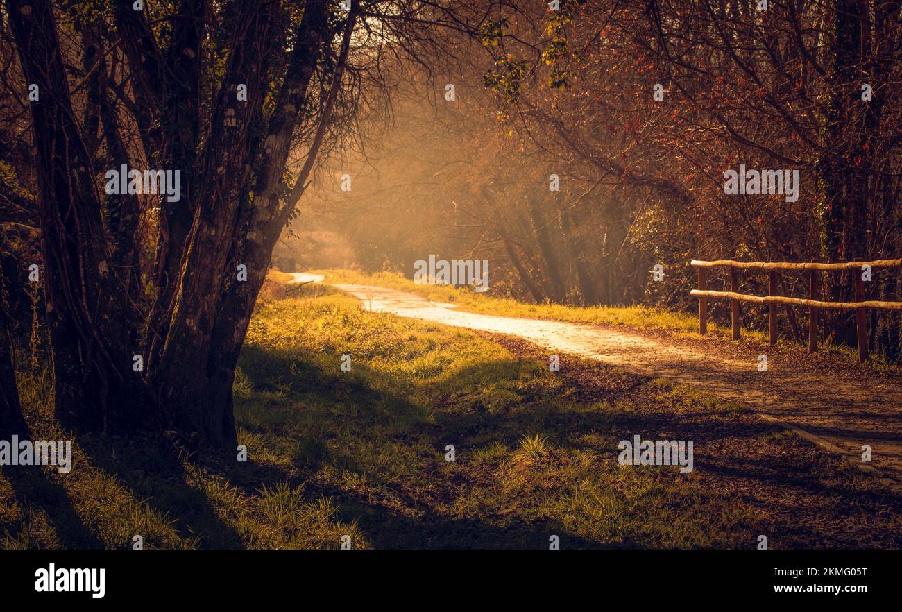 Golden light through forest reflected by mist Stock Photo - Alamy