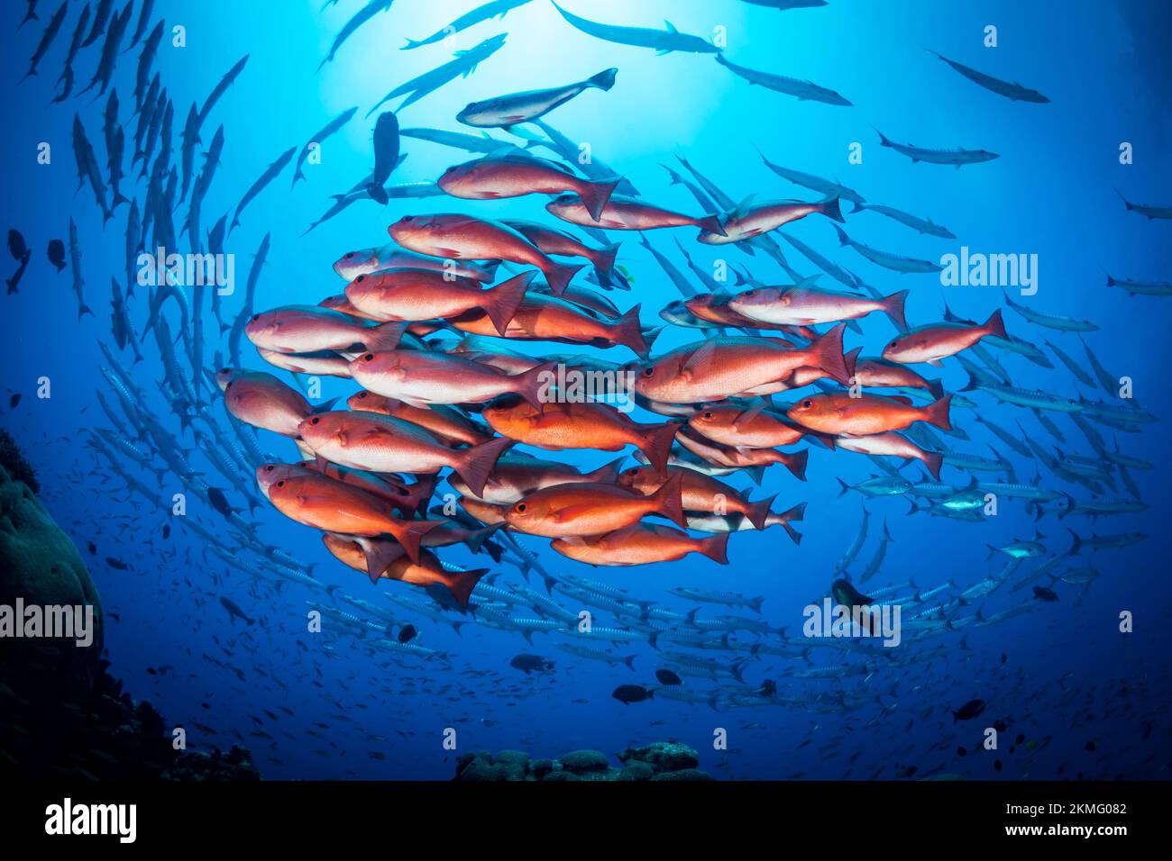 School of red snappers and barracudas swim together above coral reef ...