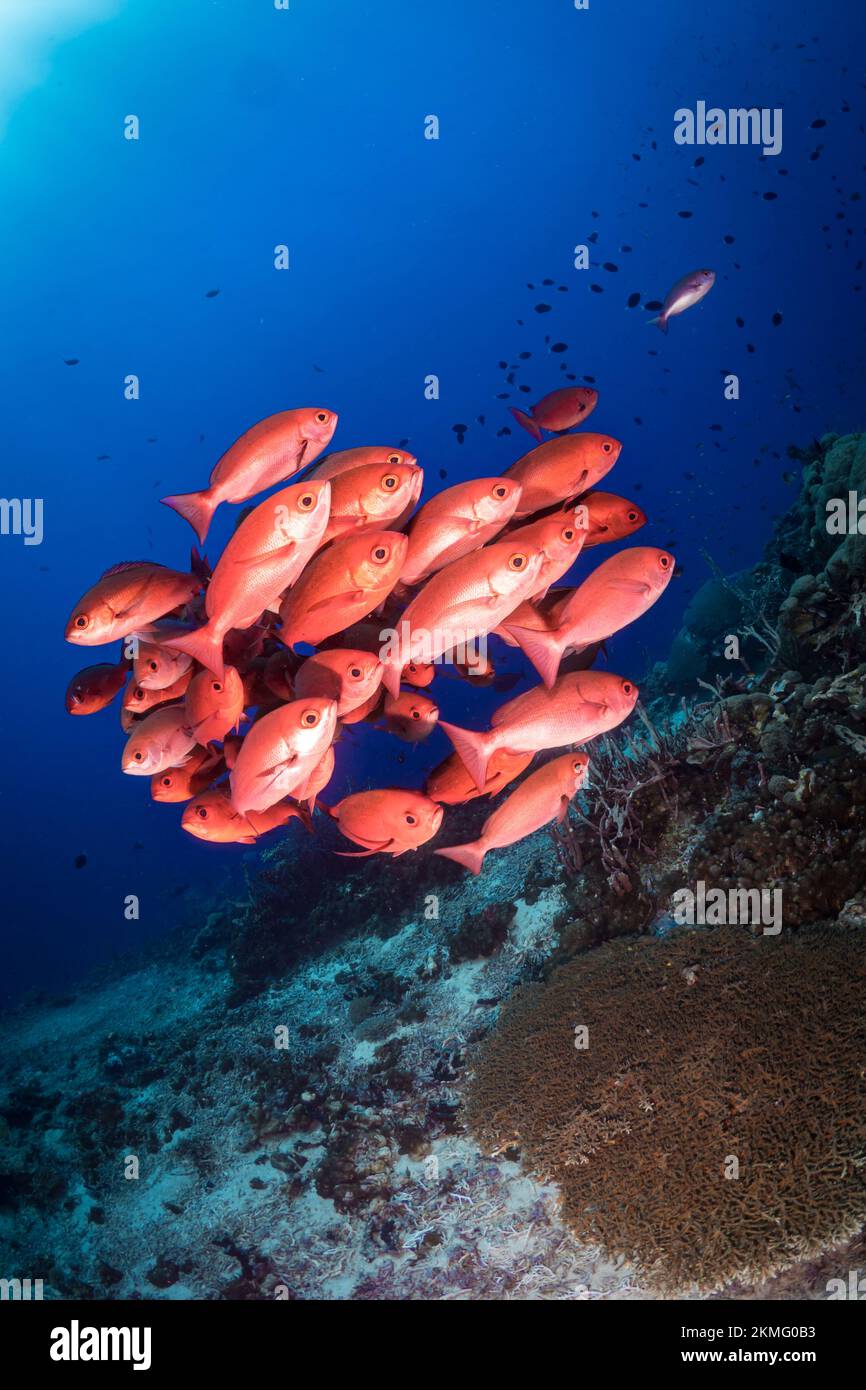School of red snappers swimming above coral reef Stock Photo - Alamy