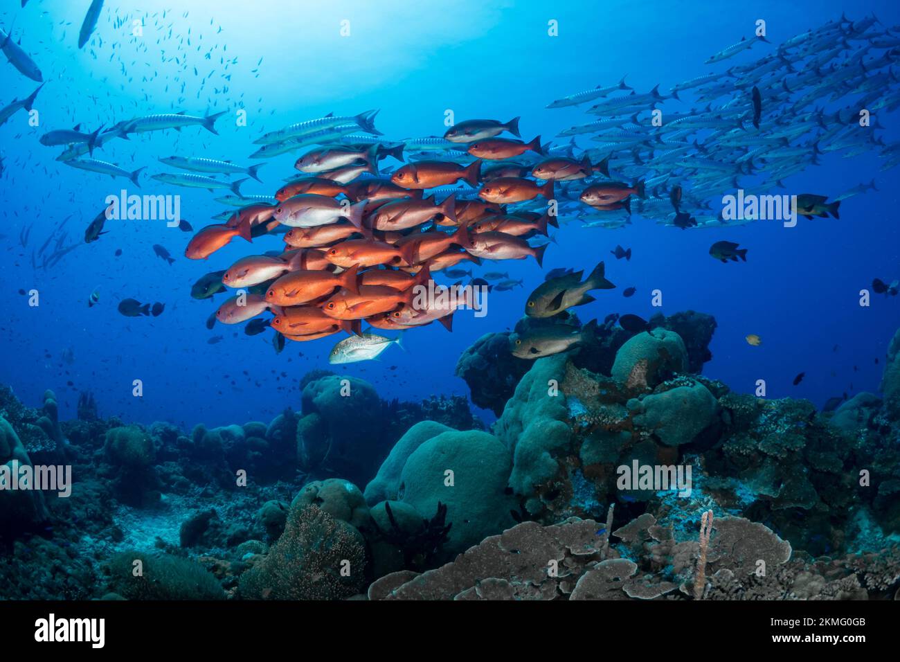 School of red snappers and barracudas swim together above coral reef ...