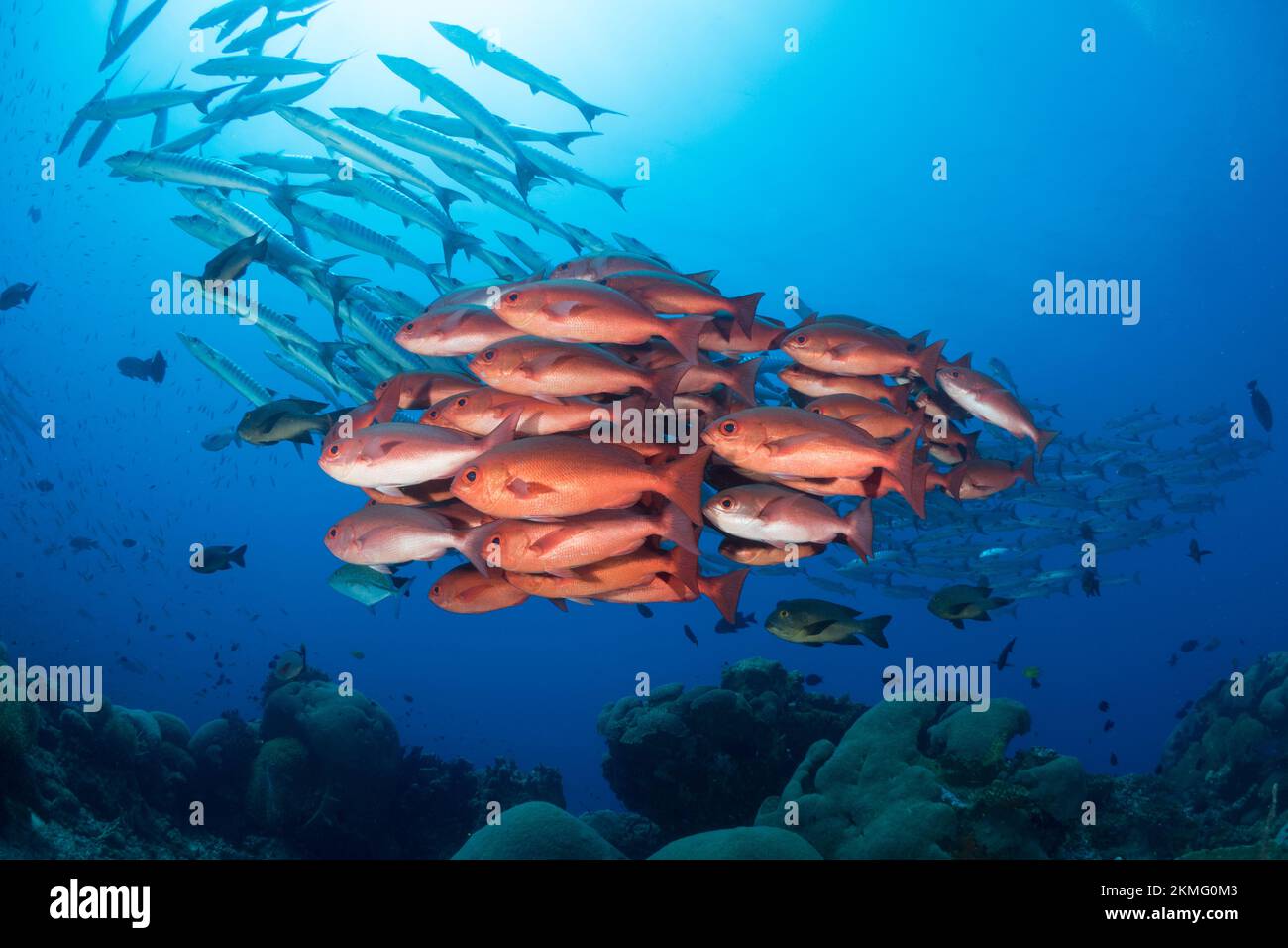 School of red snappers and barracudas swim together above coral reef ...