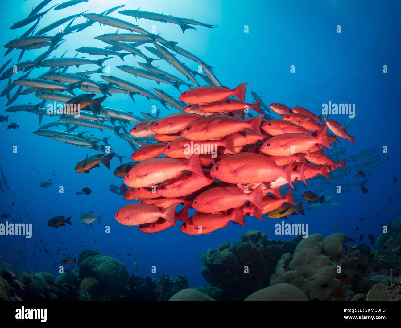 School of red snappers and barracudas swim together above coral reef ...