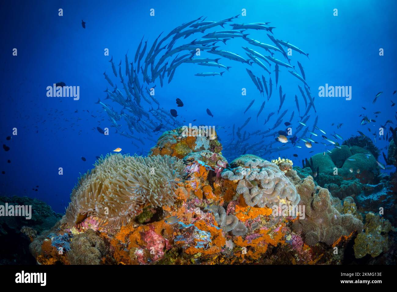 School of red snappers and barracudas swim together above coral reef ...