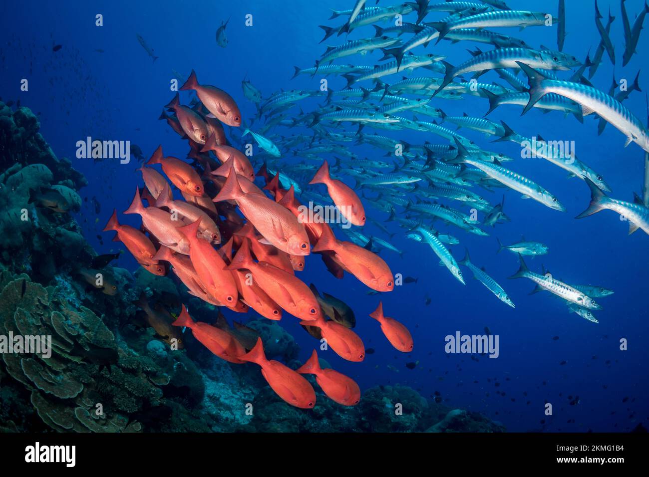 School of red snappers and barracudas swim together above coral reef ...