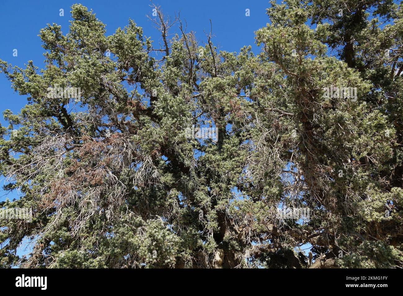 large-fruited juniper, Großfrüchtiger Wacholder, Genévrier à gros ...