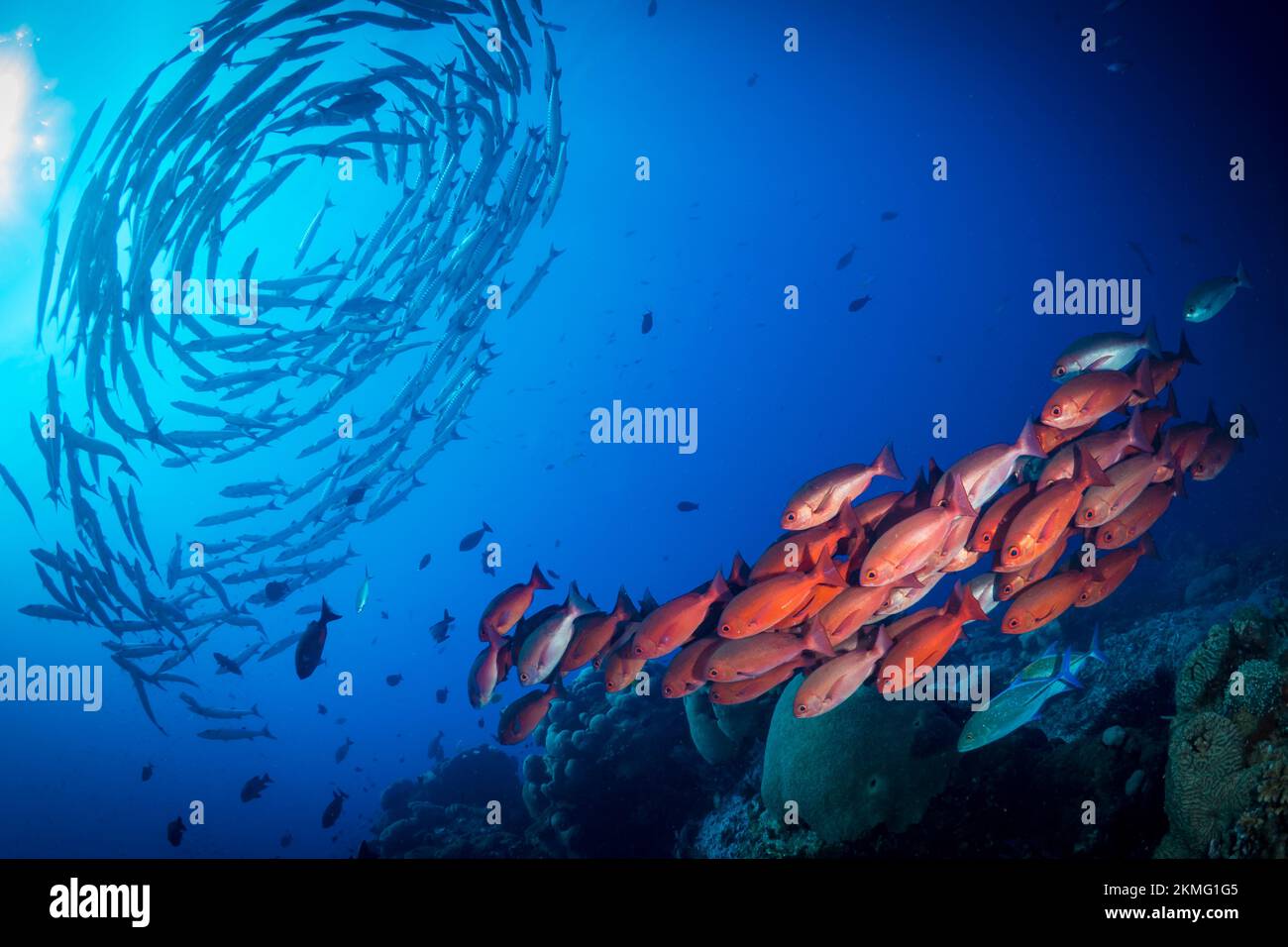School of red snappers and barracudas swim together above coral reef ...