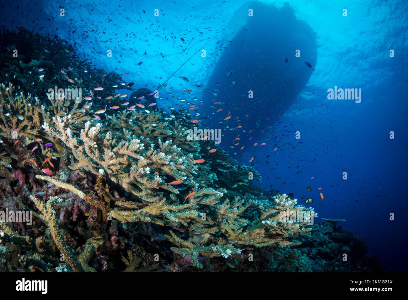 Super healthy hard coral reef in the Indo Pacific, busting with ...