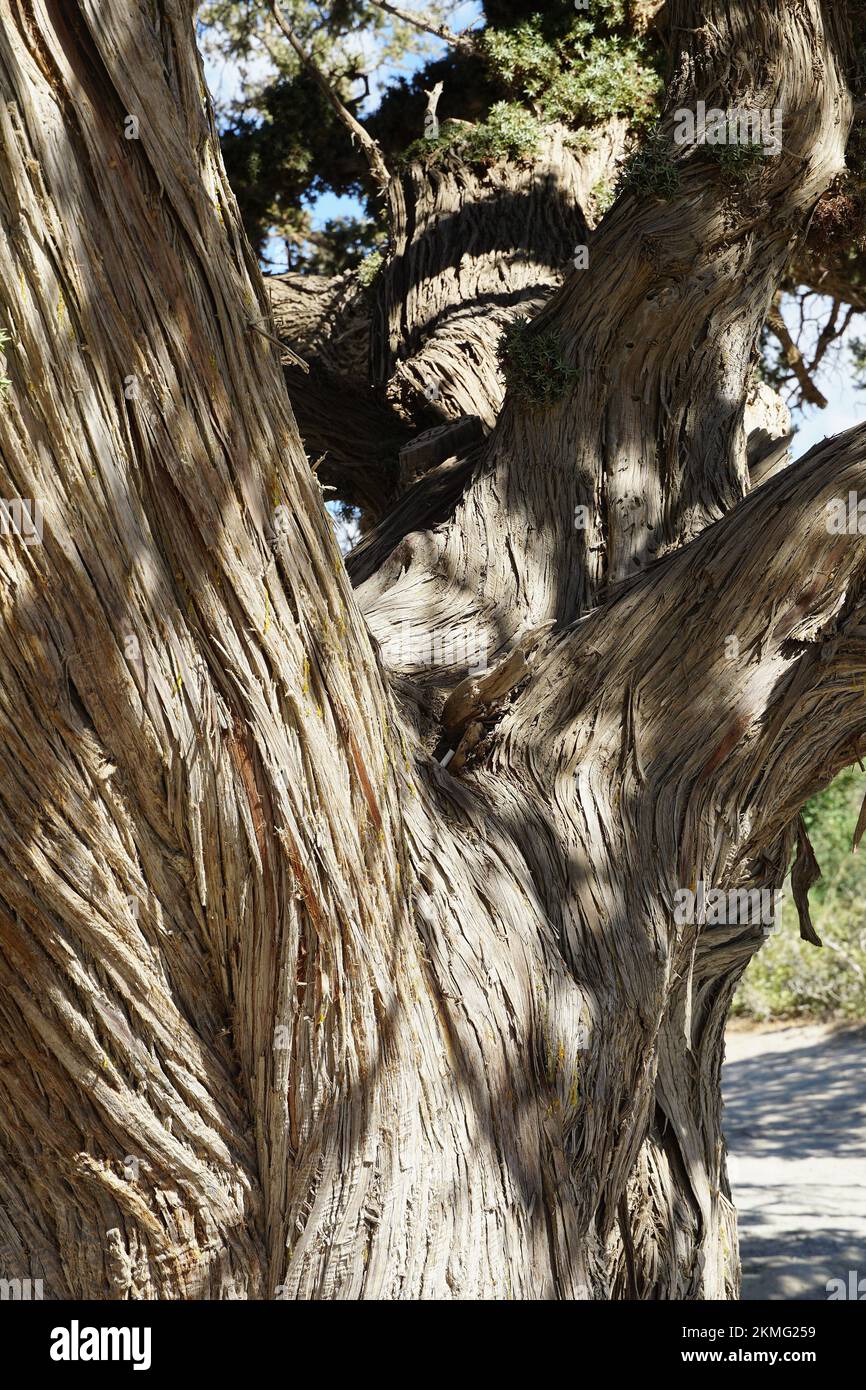large-fruited juniper, Großfrüchtiger Wacholder, Genévrier à gros ...