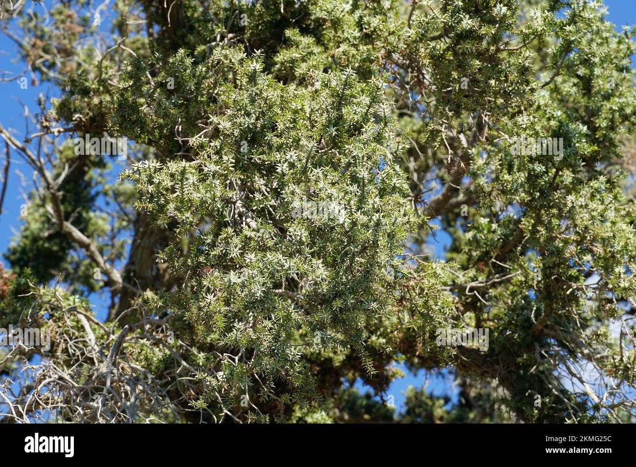 large-fruited juniper, Großfrüchtiger Wacholder, Genévrier à gros ...