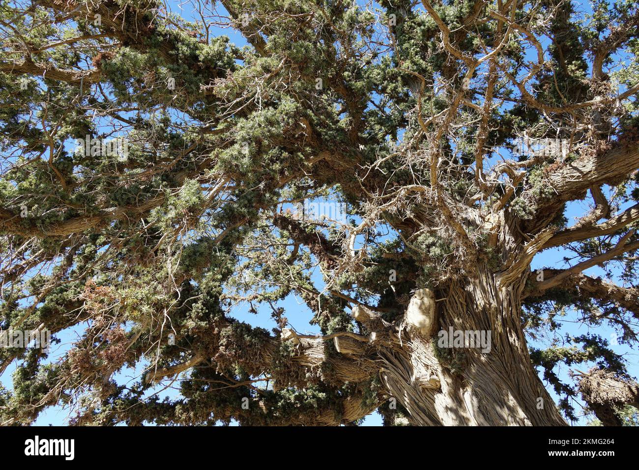 large-fruited juniper, Großfrüchtiger Wacholder, Genévrier à gros ...