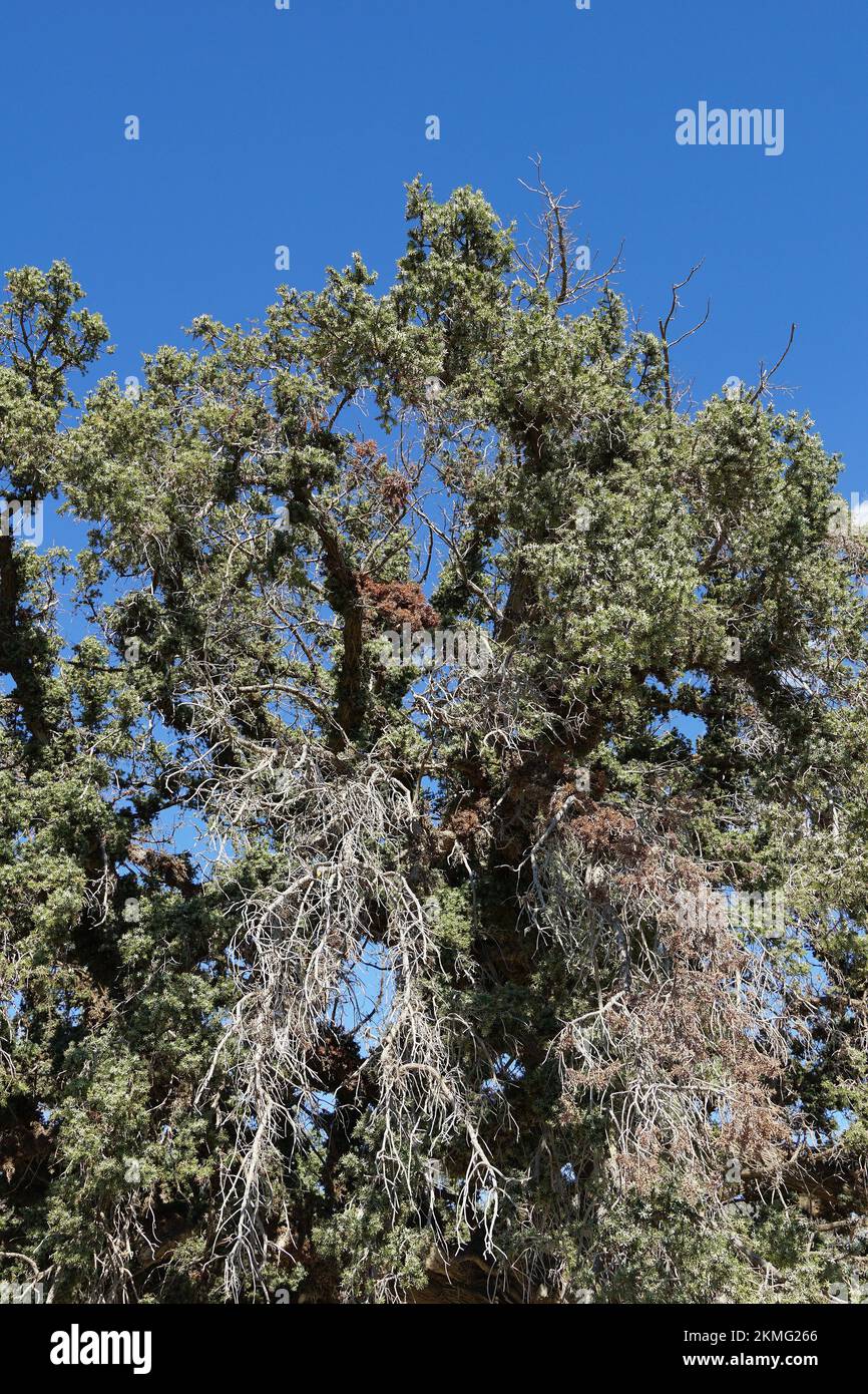 large-fruited juniper, Großfrüchtiger Wacholder, Genévrier à gros ...