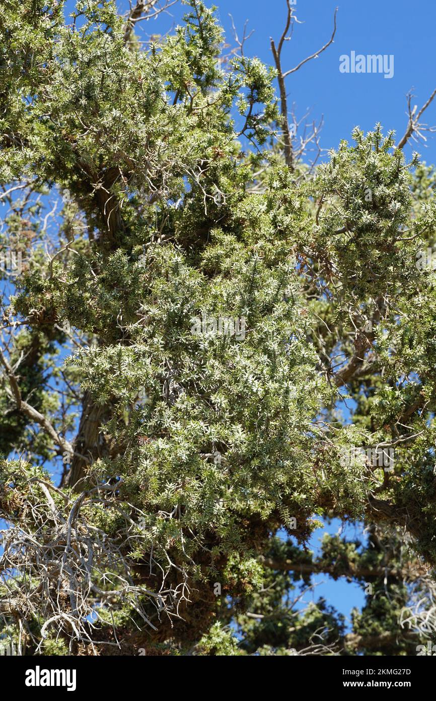 large-fruited juniper, Großfrüchtiger Wacholder, Genévrier à gros ...