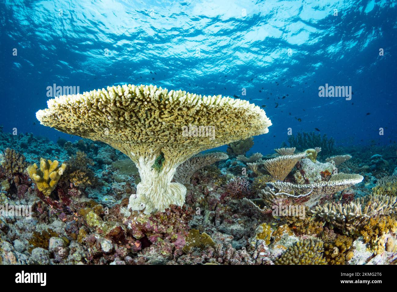 Super healthy hard coral reef in the Indo Pacific, busting with ...