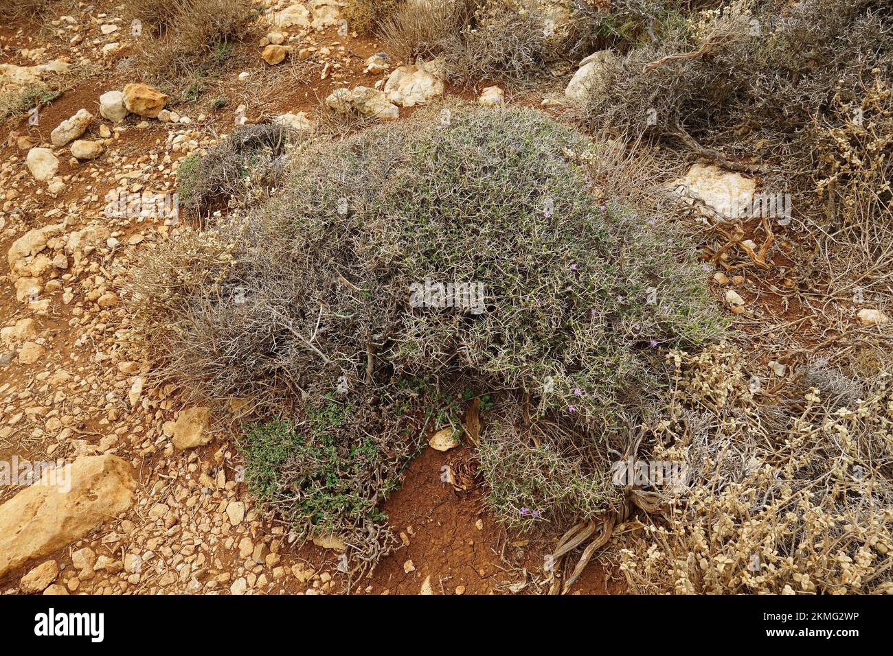 conehead thyme, Persian-hyssop and Spanish oregano, Thymbra capitata ...