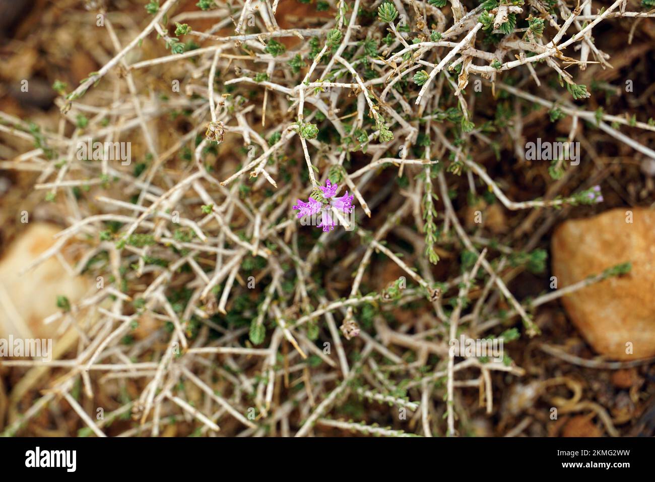 conehead thyme, Persian-hyssop and Spanish oregano, Thymbra capitata ...