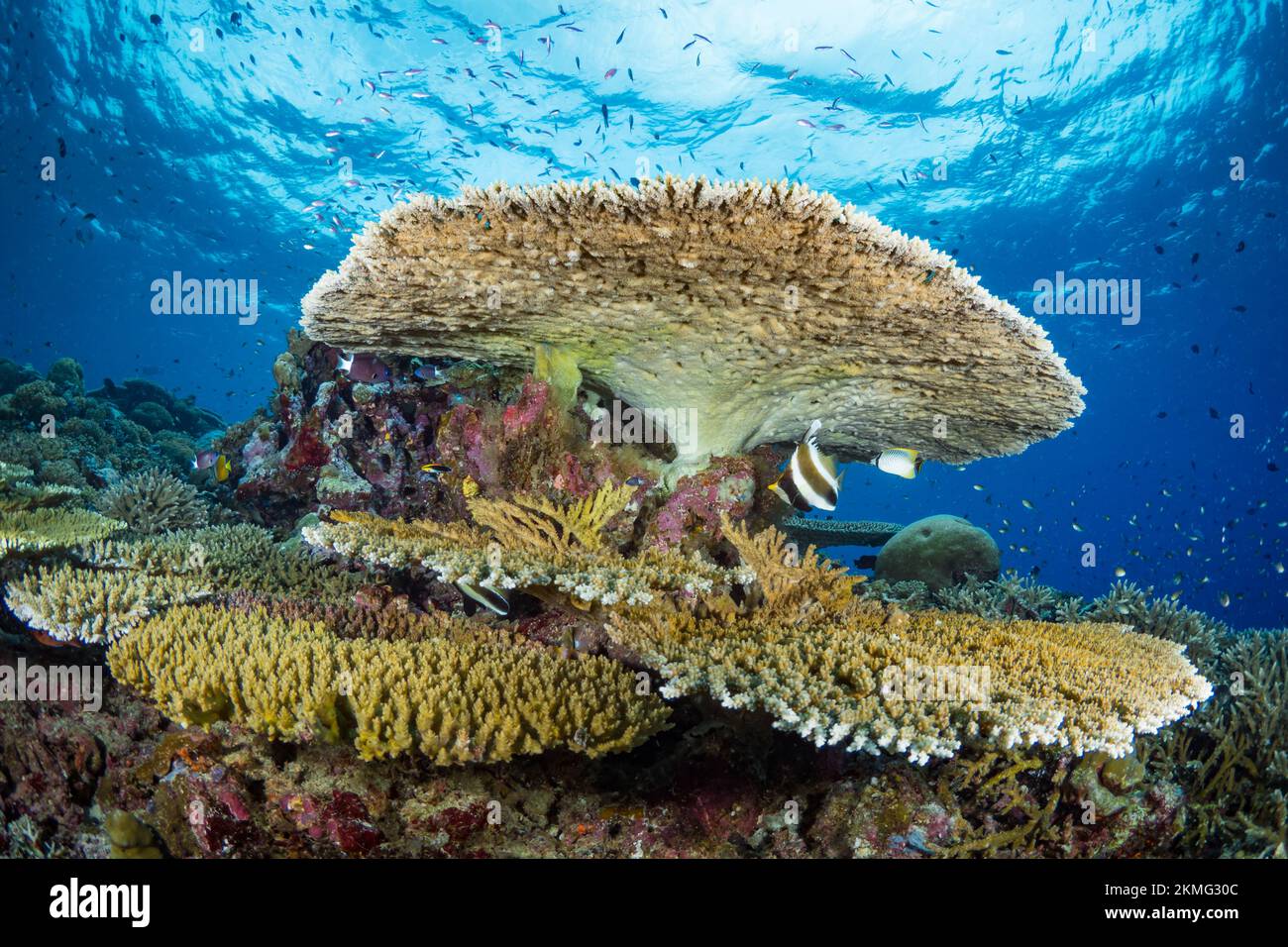 Super healthy hard coral reef in the Indo Pacific, busting with ...