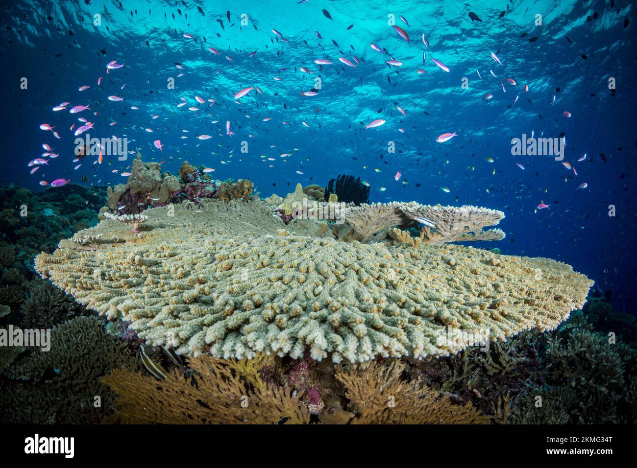 Super healthy hard coral reef in the Indo Pacific, busting with ...