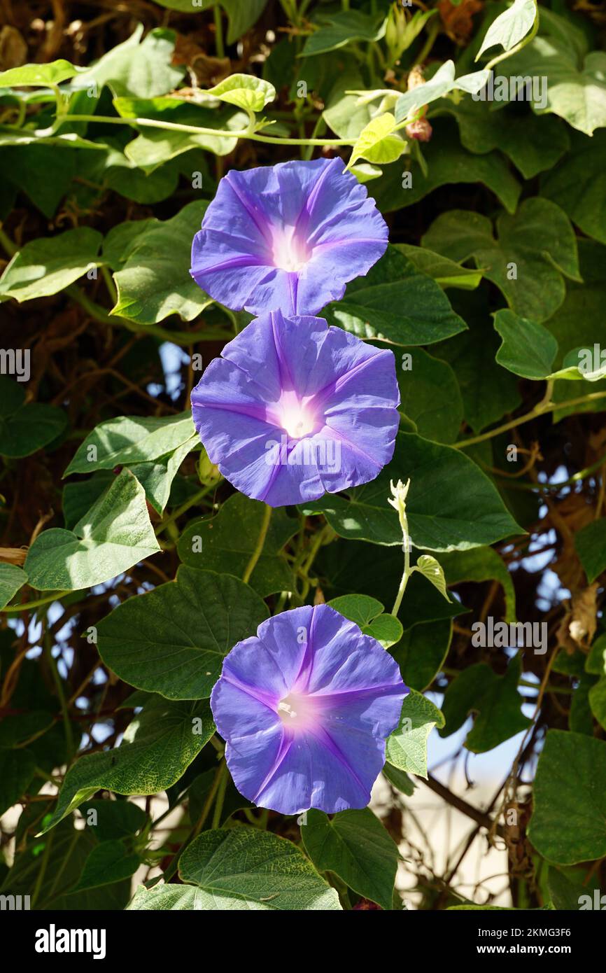 common morning-glory, tall morning-glory, Purpur-Prunkwinde, volubilis ...