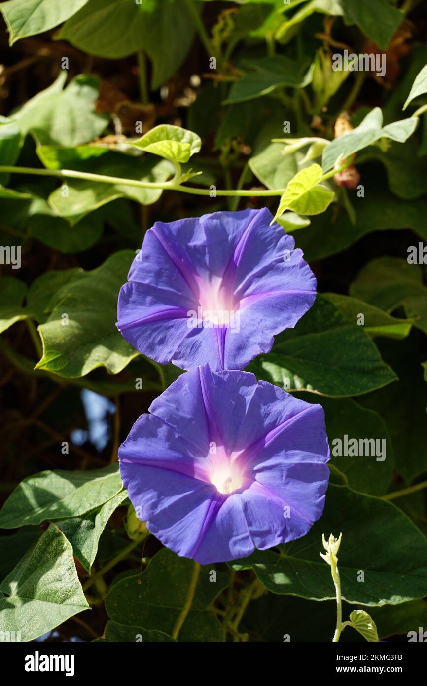 common morning-glory, tall morning-glory, Purpur-Prunkwinde, volubilis ...