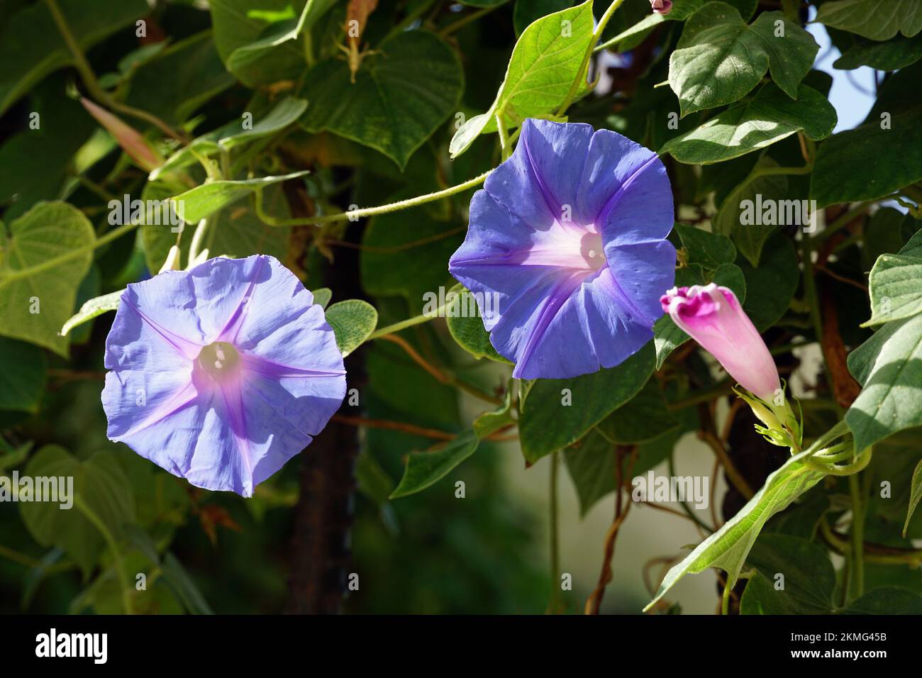 common morning-glory, tall morning-glory, Purpur-Prunkwinde, volubilis ...