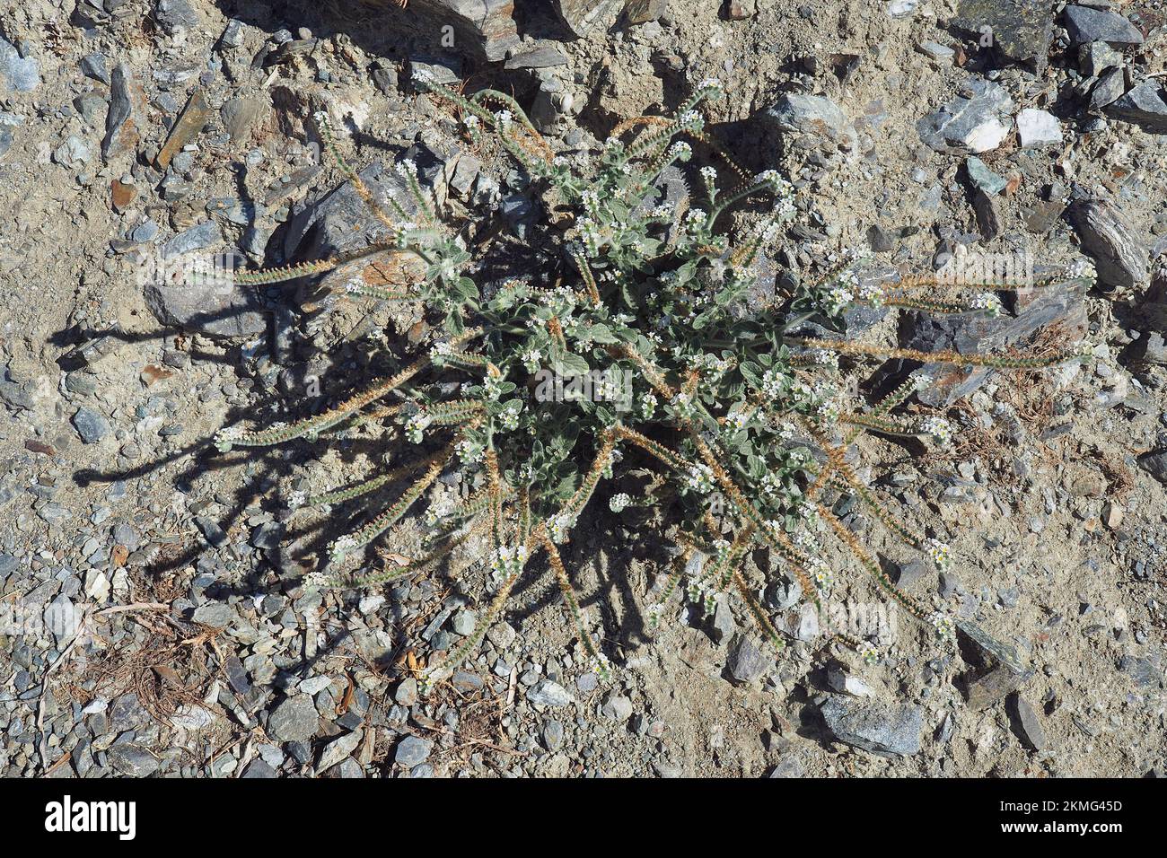 hairy heliotrope, Heliotropium hirsutissimum, kunkor, Crete, Greece ...
