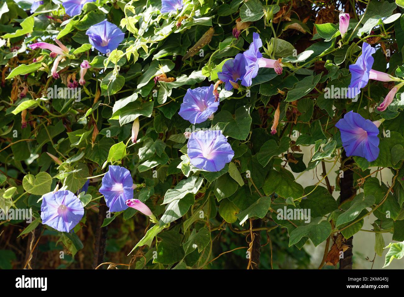 common morning-glory, tall morning-glory, Purpur-Prunkwinde, volubilis ...