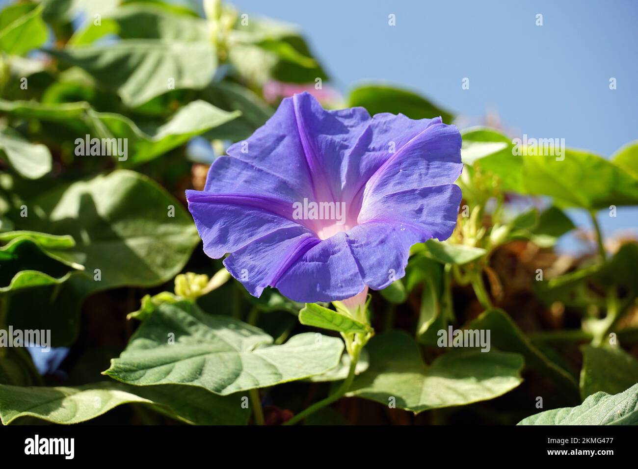 common morning-glory, tall morning-glory, Purpur-Prunkwinde, volubilis ...
