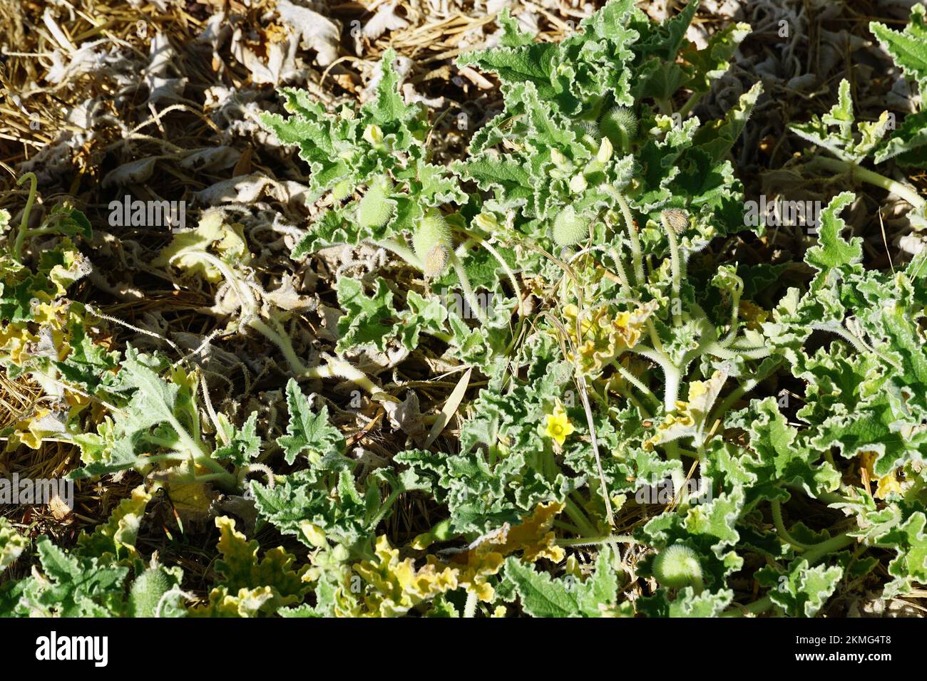 Concombre dane hi-res stock photography and images - Alamy