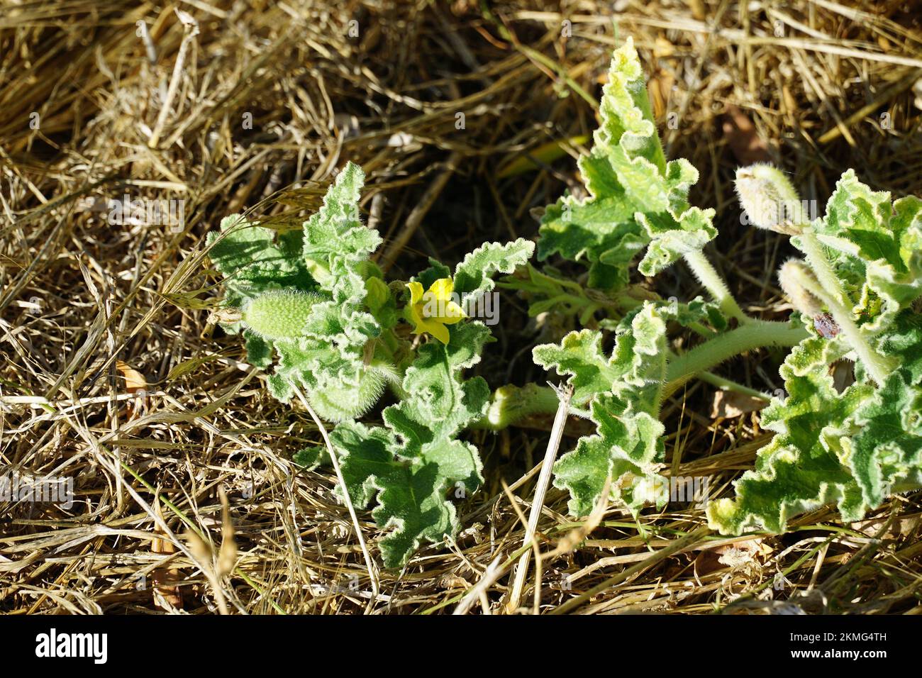 Bryonieae hi-res stock photography and images - Alamy