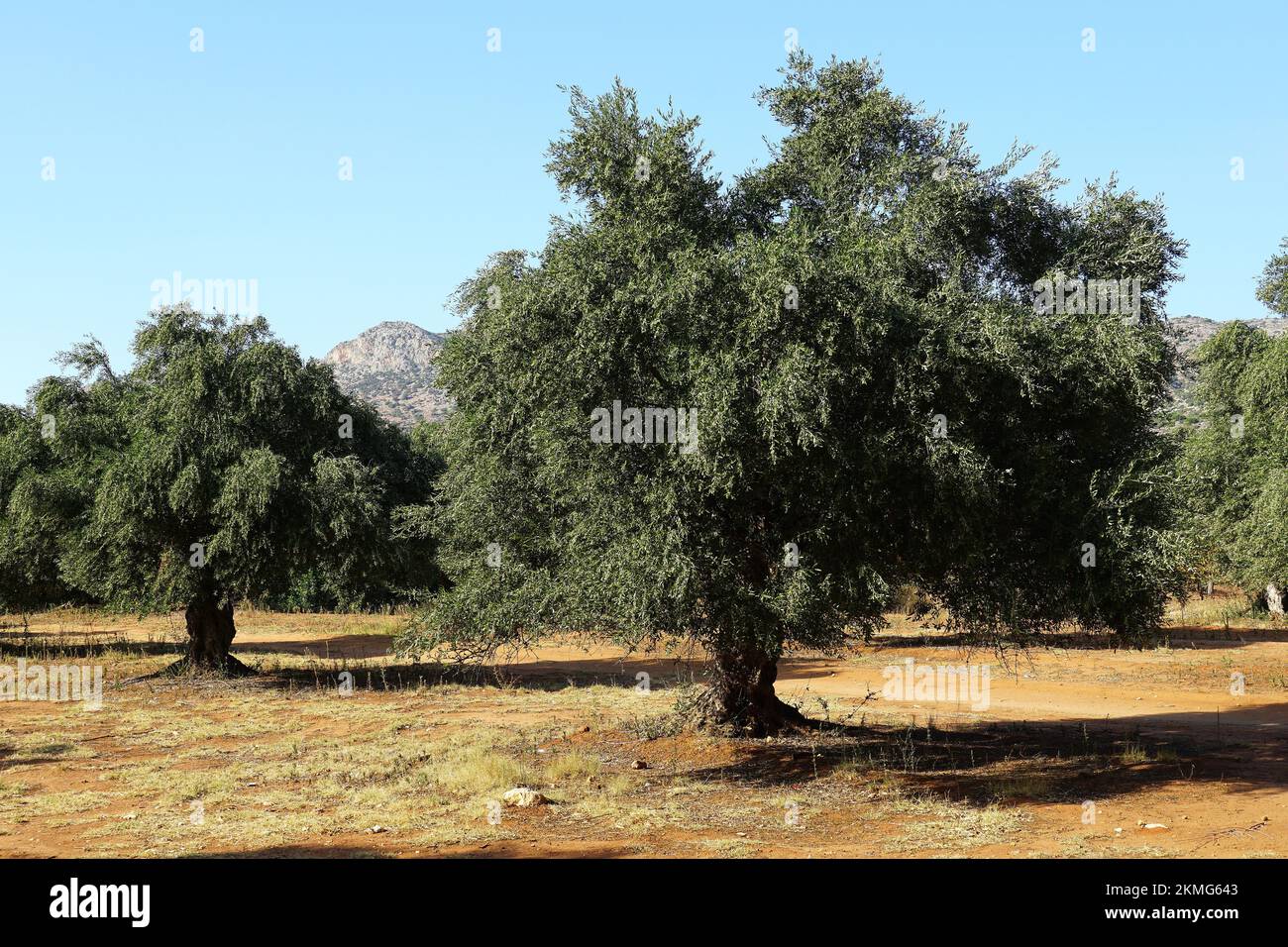 Olive plantation, Olivenbaum, Olea europaea, olíva, Crete, Greece ...