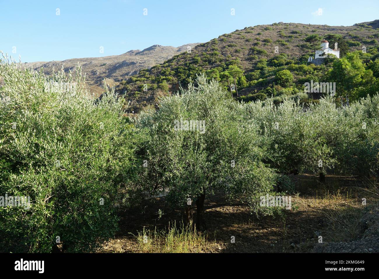 Olive plantation, Olivenbaum, Olea europaea, olíva, Crete, Greece ...